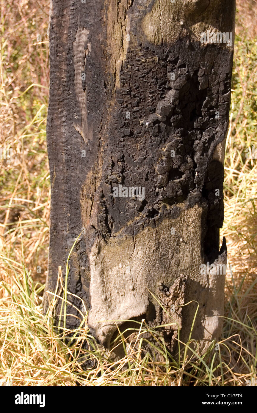Burned tree trunk hi-res stock photography and images - Alamy