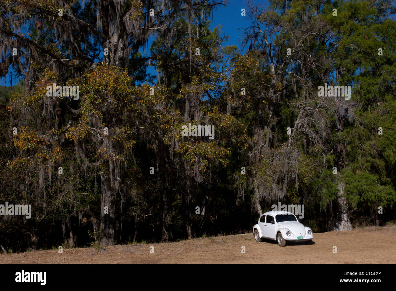 Old vw beetle hi-res stock photography and images - Alamy