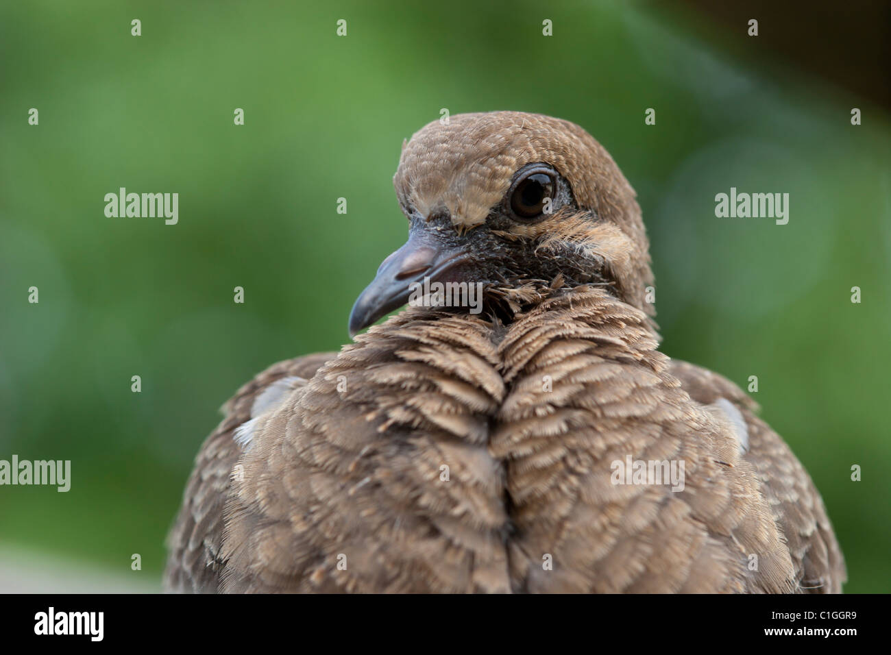 turtle dove bird juvenile feathers Stock Photo - Alamy