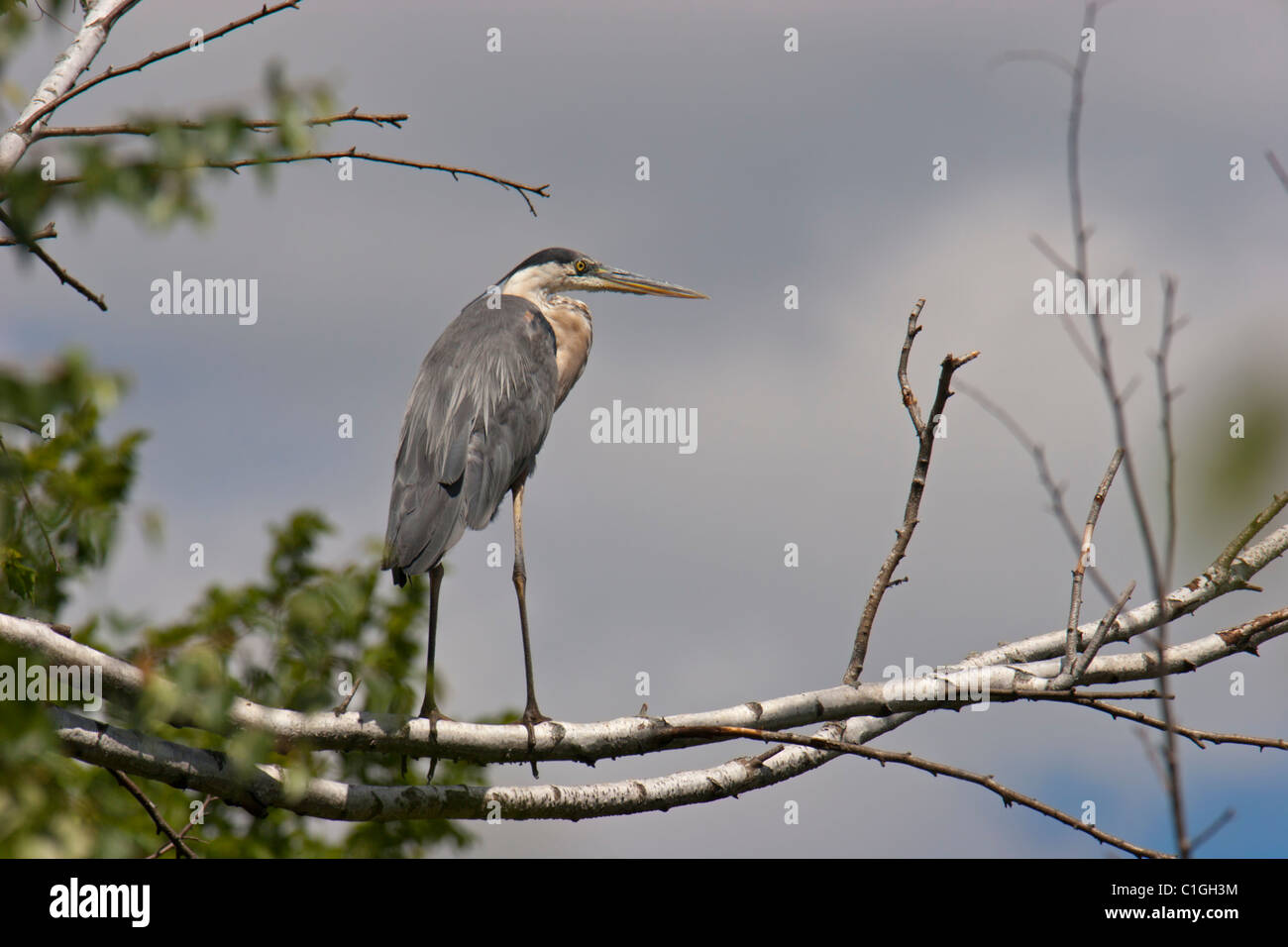Heron crane bird hi-res stock photography and images - Alamy