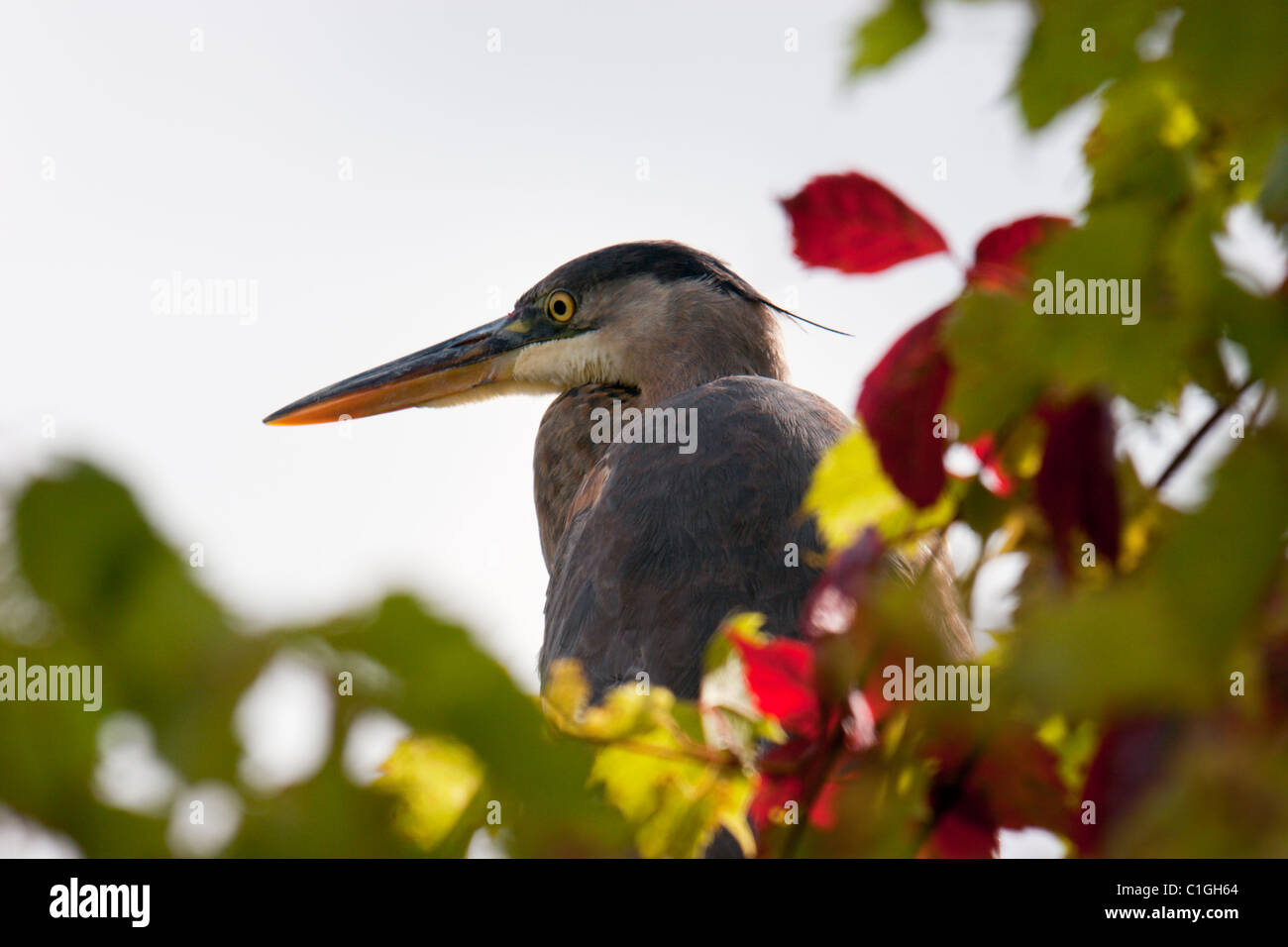 Heron crane bird hi-res stock photography and images - Alamy