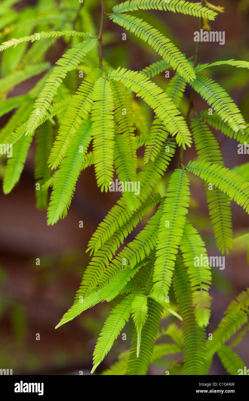 Calliandra selloi hi-res stock photography and images - Alamy