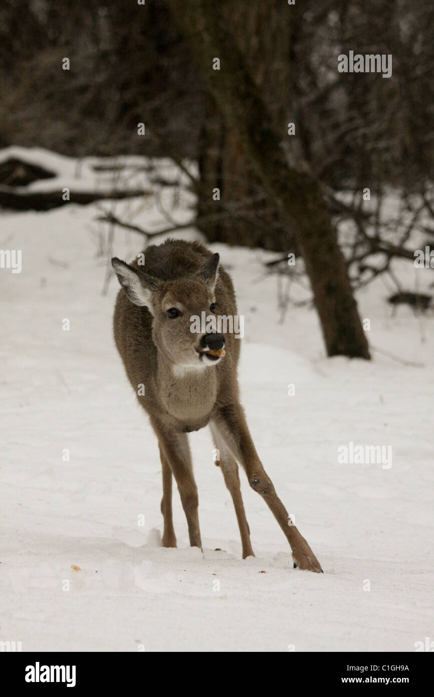 Deer feeding snow hi-res stock photography and images - Alamy