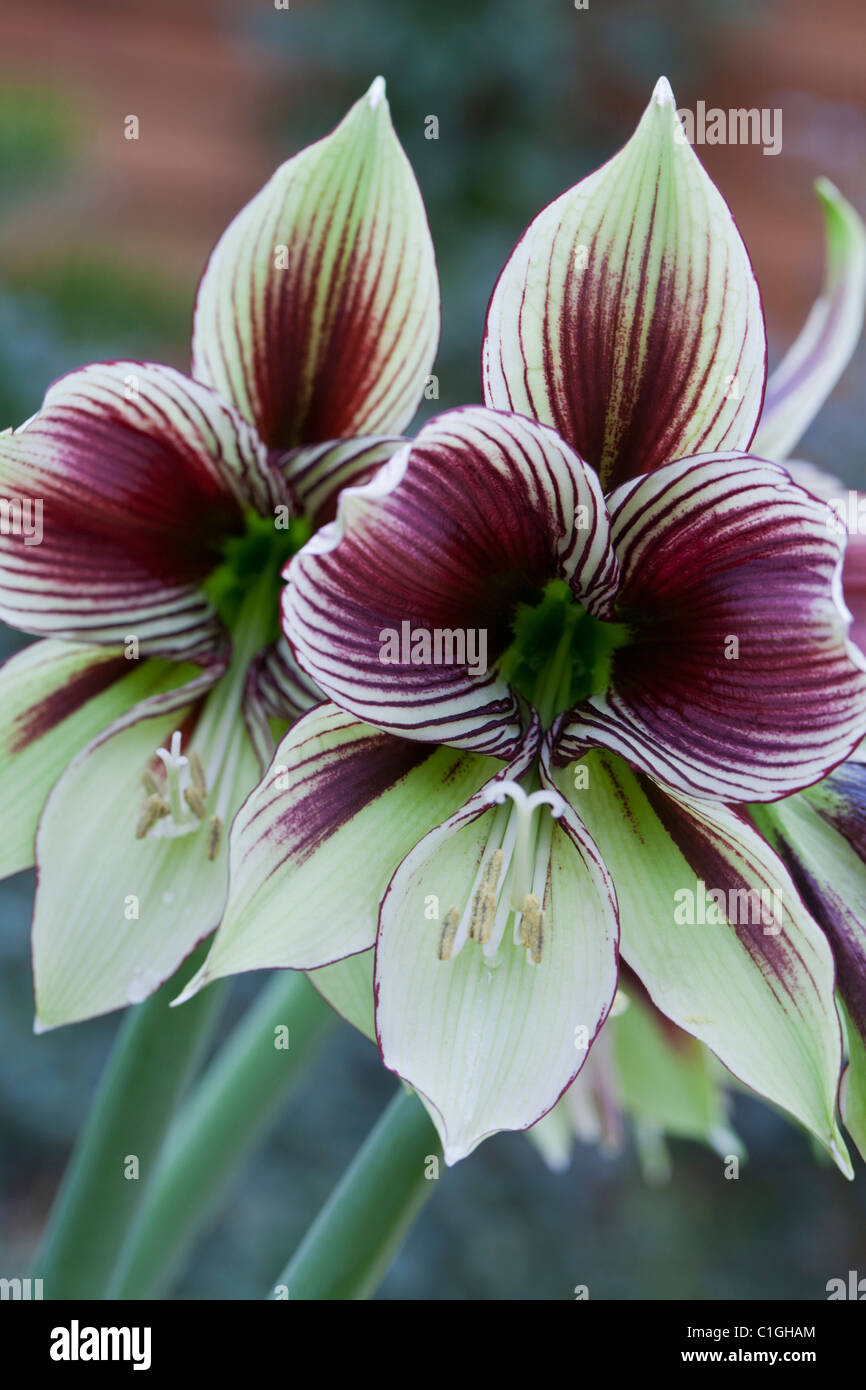 Amaryllidaceae hi-res stock photography and images - Alamy