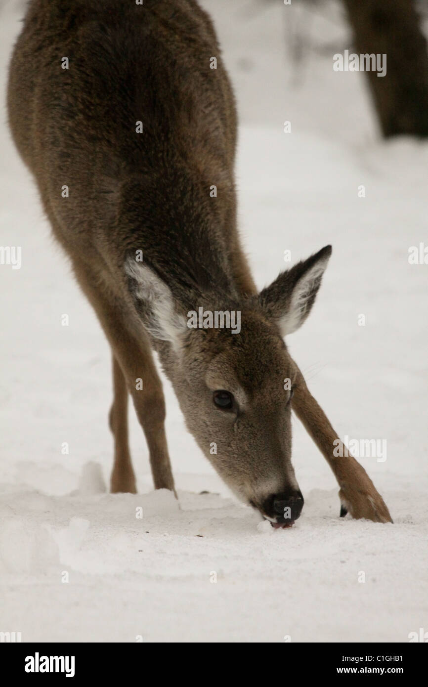 Deer eating corn hi-res stock photography and images - Alamy