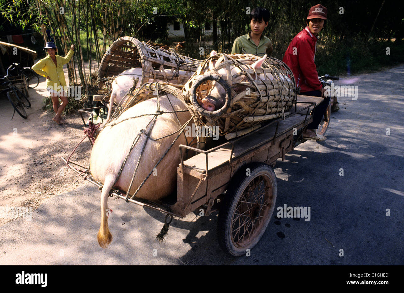 Transporting pigs hi-res stock photography and images - Alamy