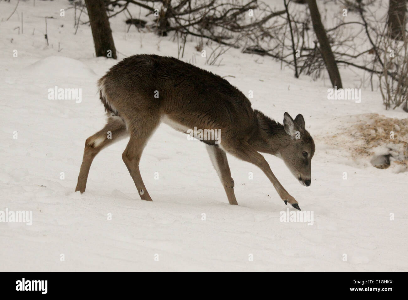 Deer Eating Corn High Resolution Stock Photography and Images - Alamy