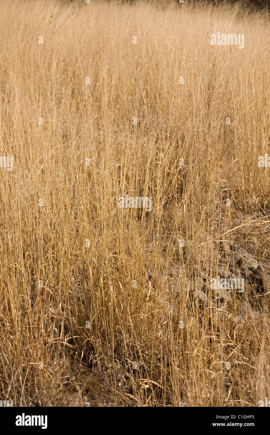 Dried grass during winter in a hill in central Mexico Stock Photo - Alamy