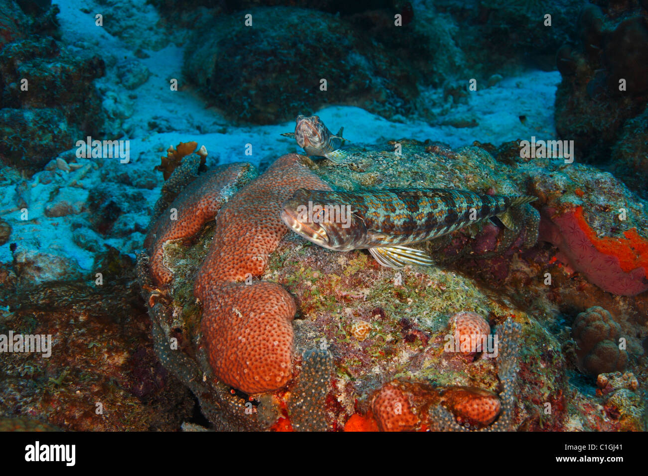Sand Diver (Synodus intermedius), a pair resting on a coral reef in ...