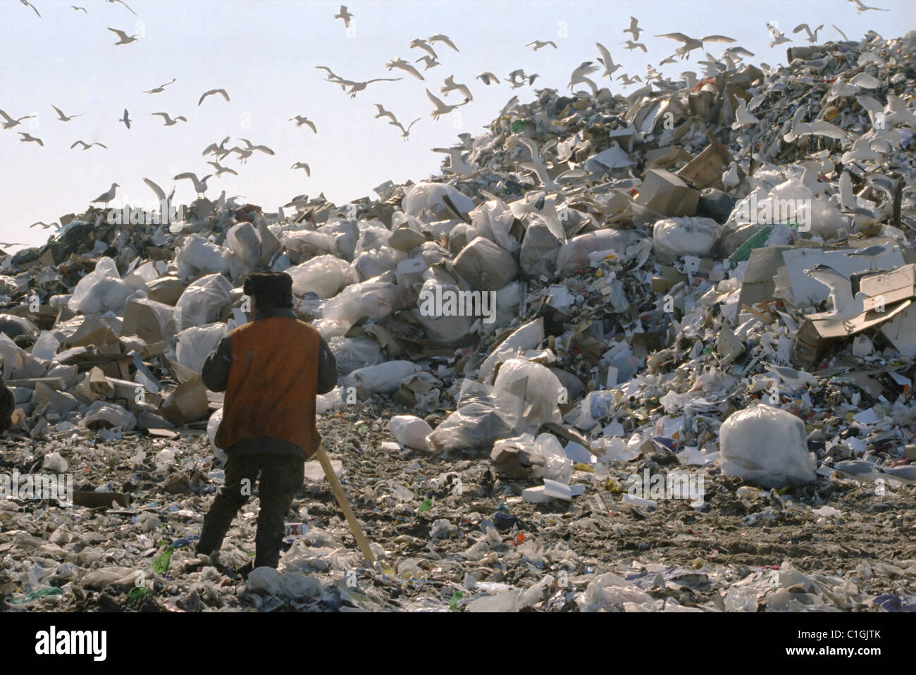 City dump gulls hi-res stock photography and images - Alamy