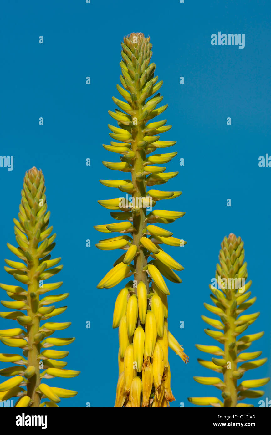 Common Aloe (Aloe barbadensis Stock Photo - Alamy