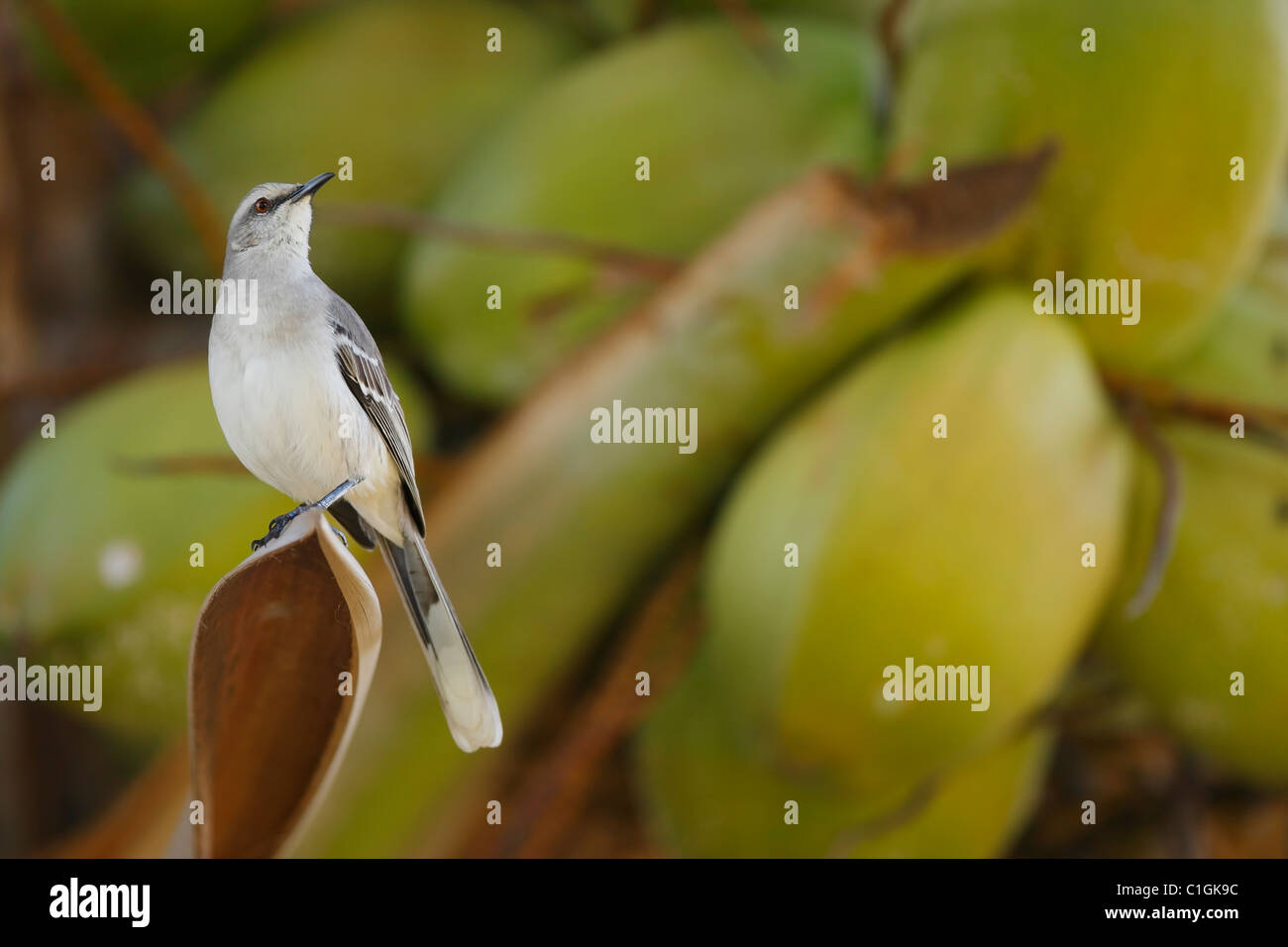 Tropical Mockingbird (Mimus gilvus rostratus), Tropical subspecies ...