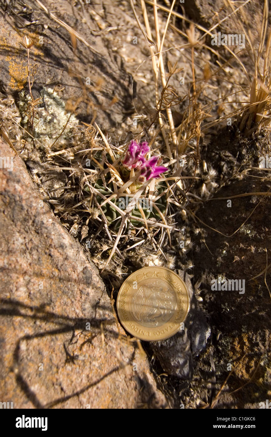 Photo of a small wild cactus (Stenocactus obvallatus) with a Mexican ...
