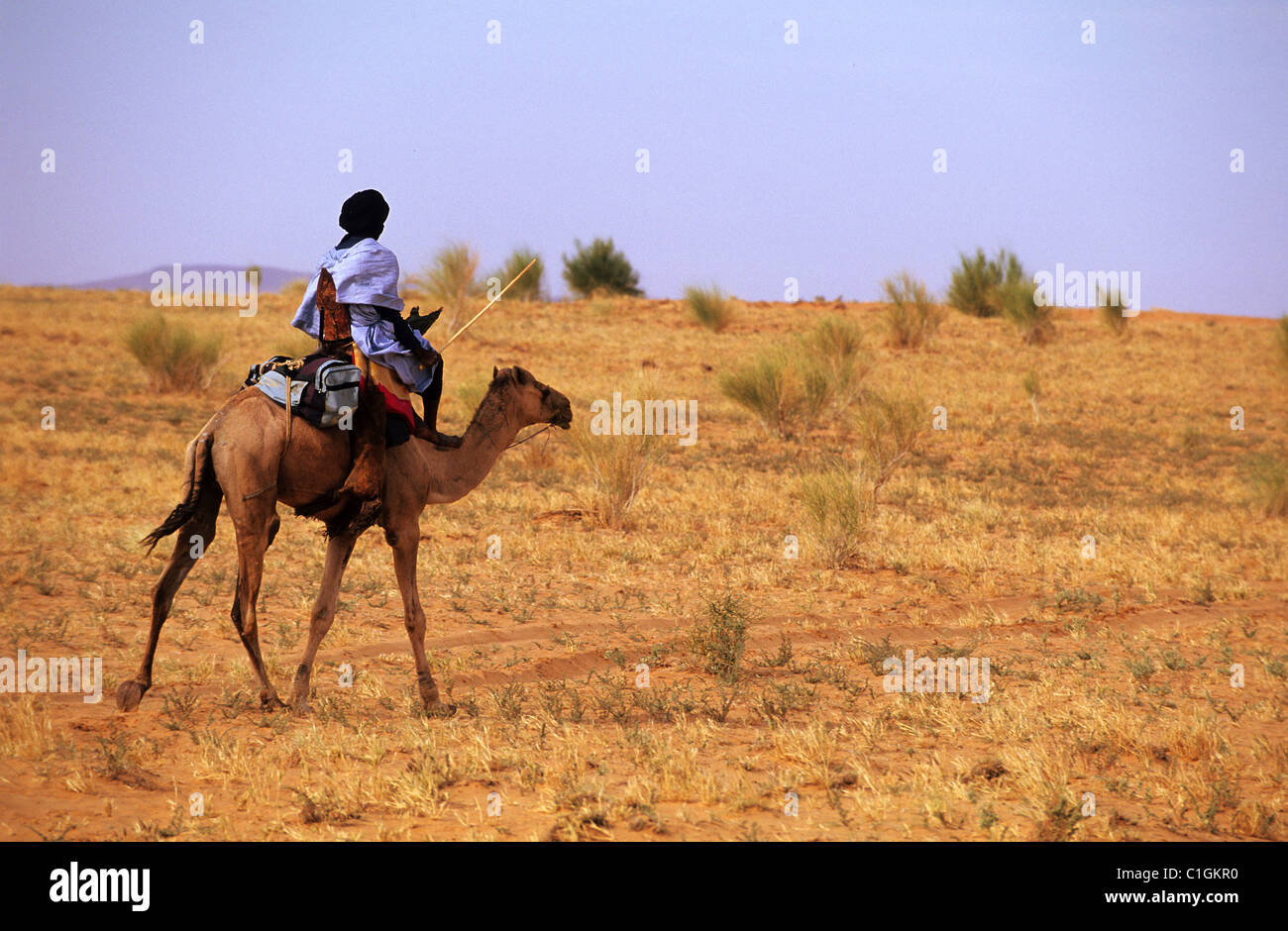 Mali desert camel hi-res stock photography and images - Alamy