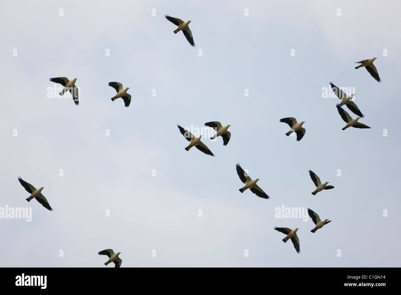 Imperial pigeon hi-res stock photography and images - Alamy