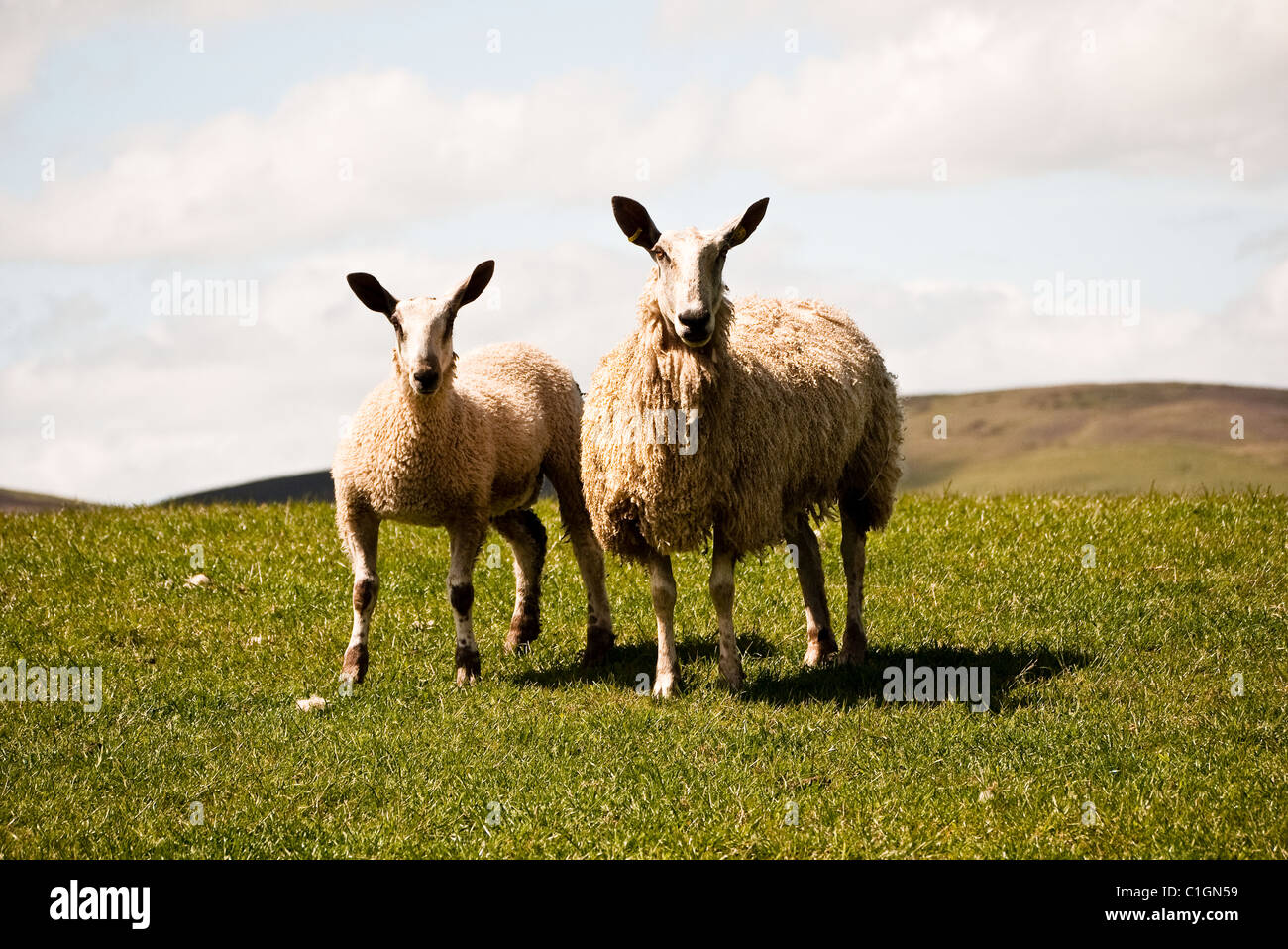 Bluefaced leicester sheep hi-res stock photography and images - Alamy