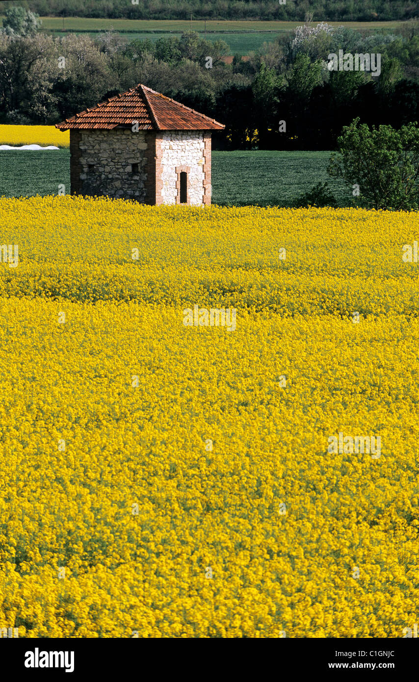 France, Drome, colza field in the surroundings of Montelimar Stock ...