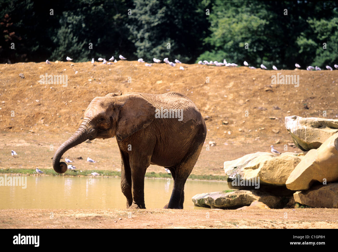France, Yvelines, Thoiry, animal park Stock Photo - Alamy