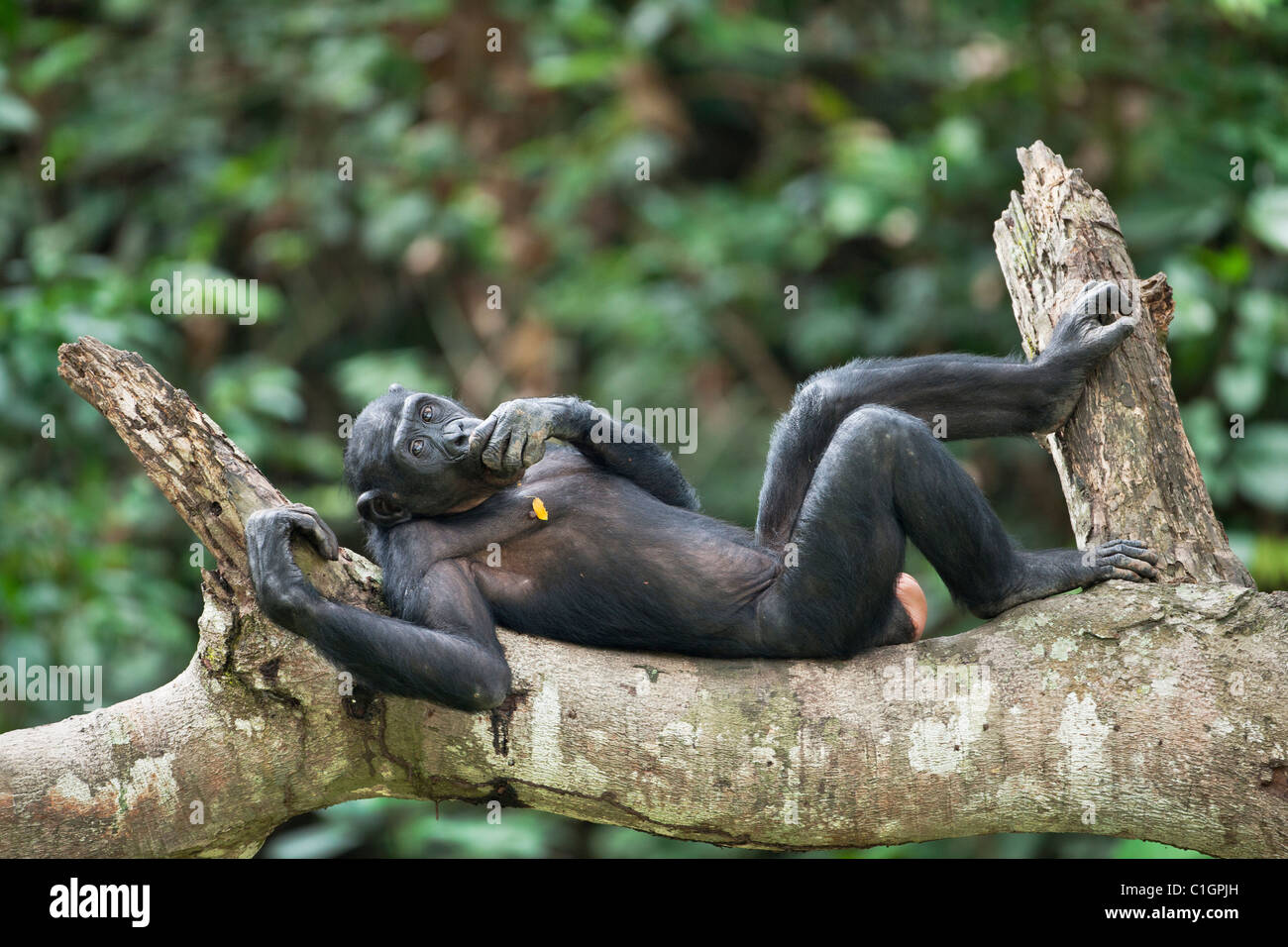 Bonobo Chimpanzee at the Sanctuary Lola Ya Bonobo, Democratic Republic ...
