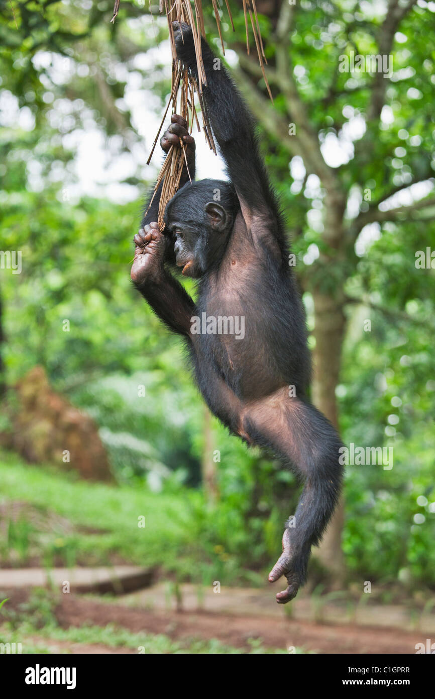 Chimpanzee hi-res stock photography and images - Alamy