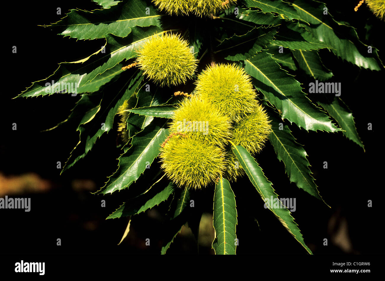 France, Ardeche, chestnut tree Stock Photo - Alamy