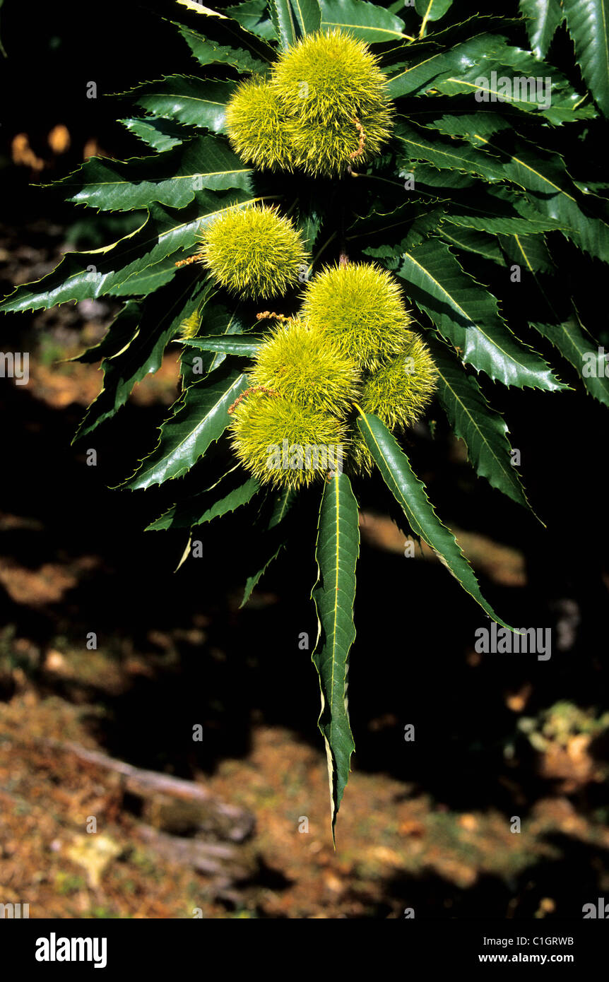France, Ardeche, chestnut tree Stock Photo - Alamy
