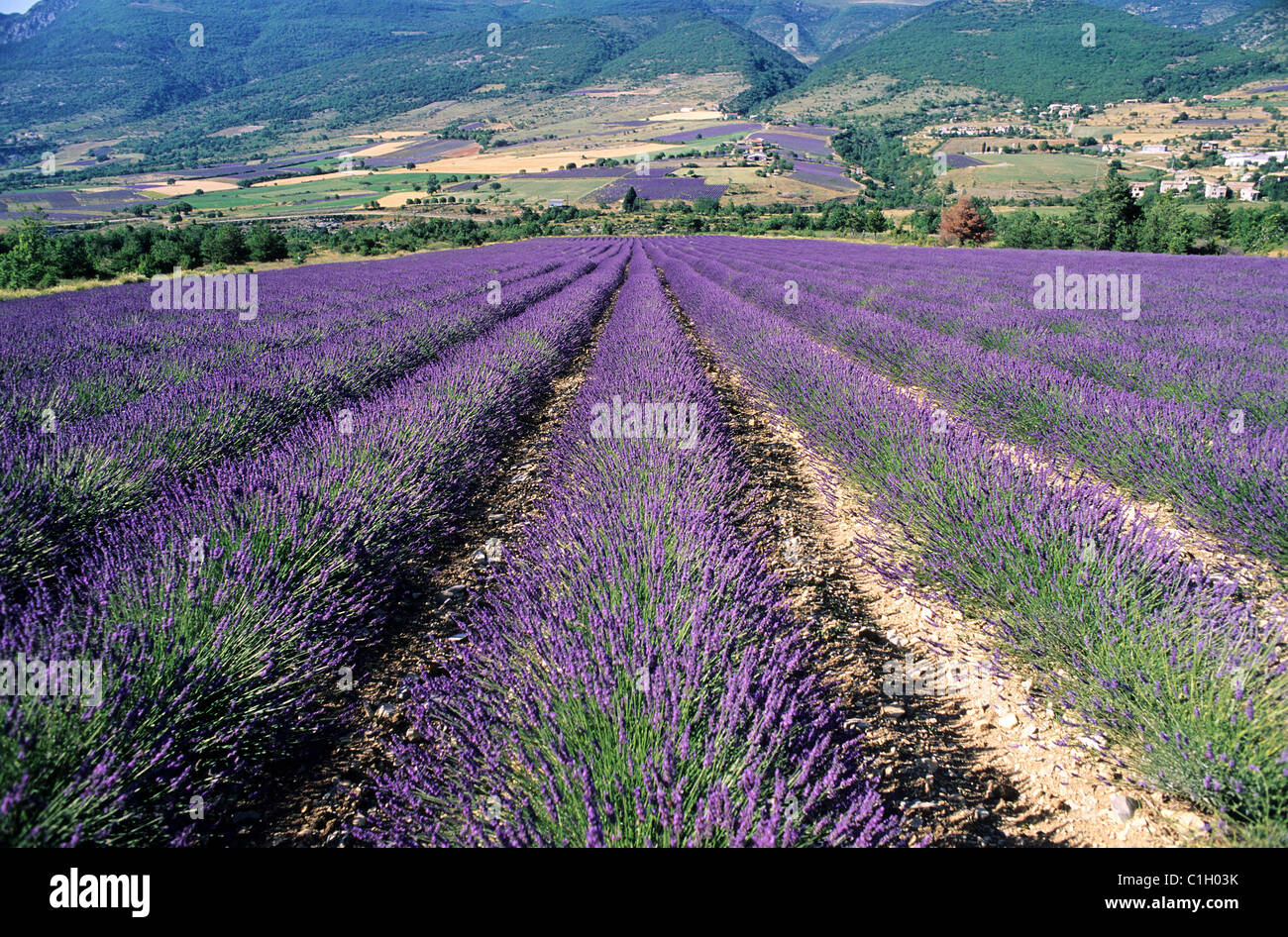 Region of nyons hi-res stock photography and images - Alamy