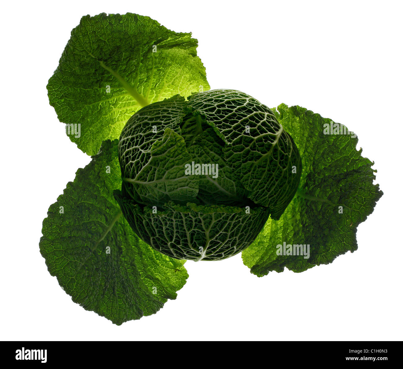 Savoy greens Cut Out Stock Images & Pictures - Alamy