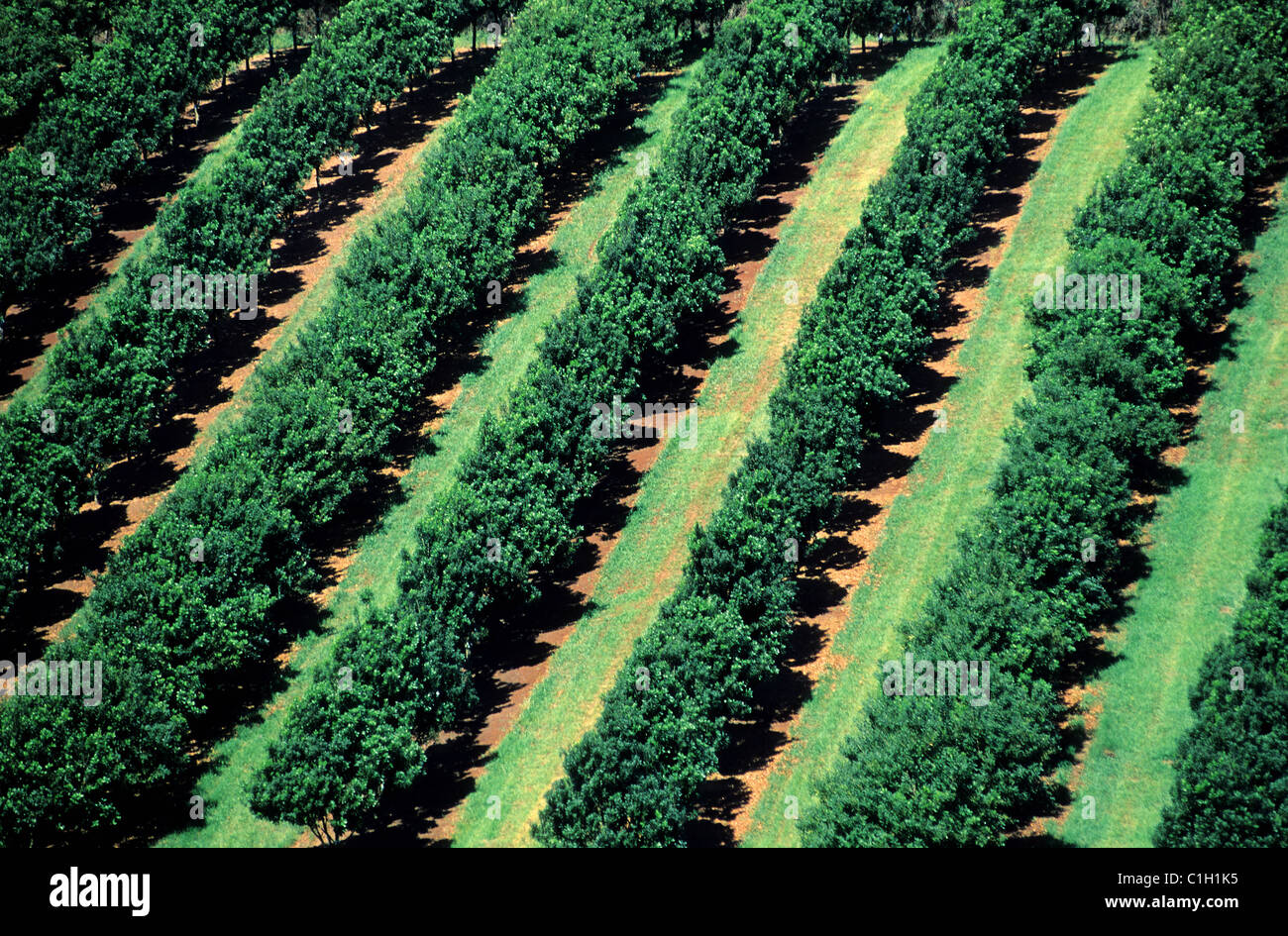 Field of macadamia hi-res stock photography and images - Alamy