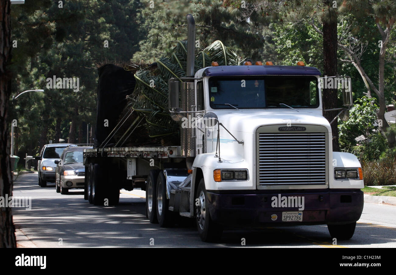 Hollywood's famous palm trees are falling down. A group of city ...