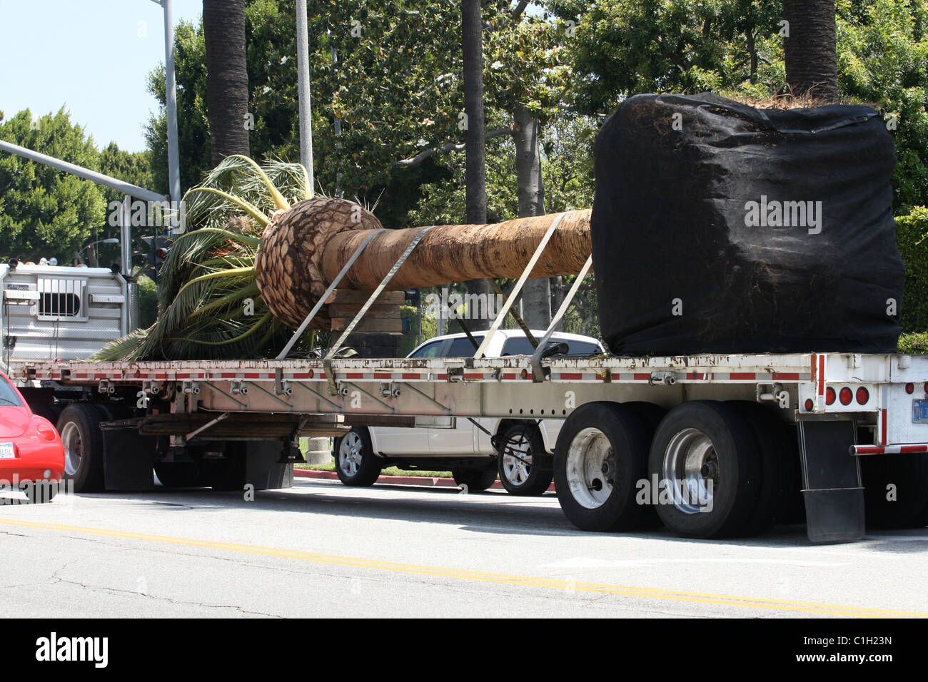 Hollywood's famous palm trees are falling down. A group of city ...