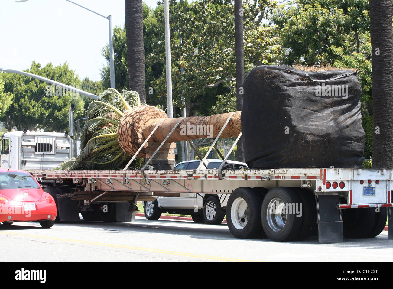 Hollywood's famous palm trees are falling down. A group of city ...