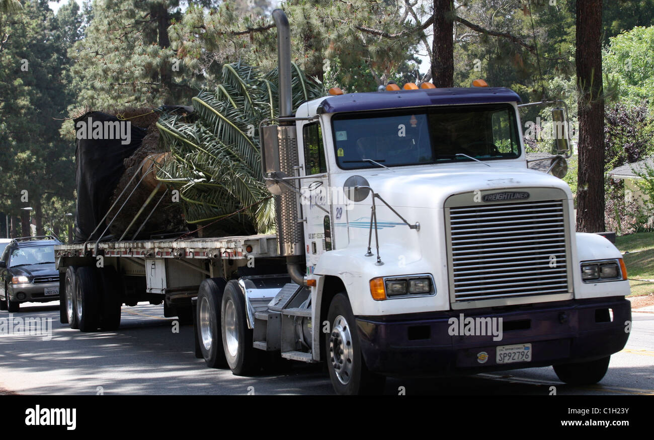 Hollywood's famous palm trees are falling down. A group of city ...