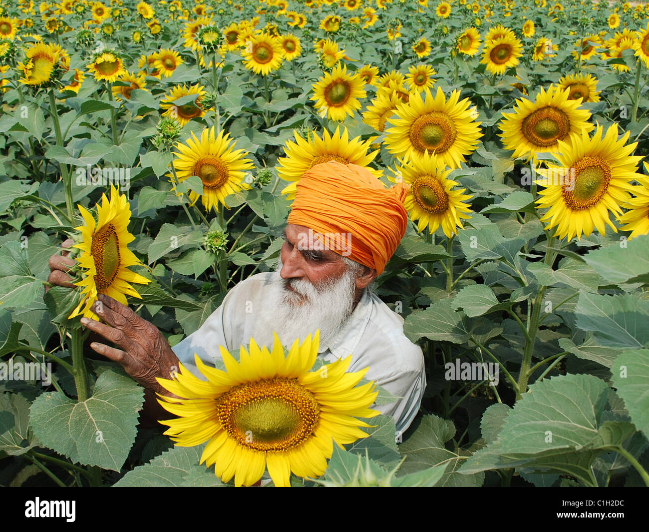 Amritsar india sunflower hi-res stock photography and images - Alamy