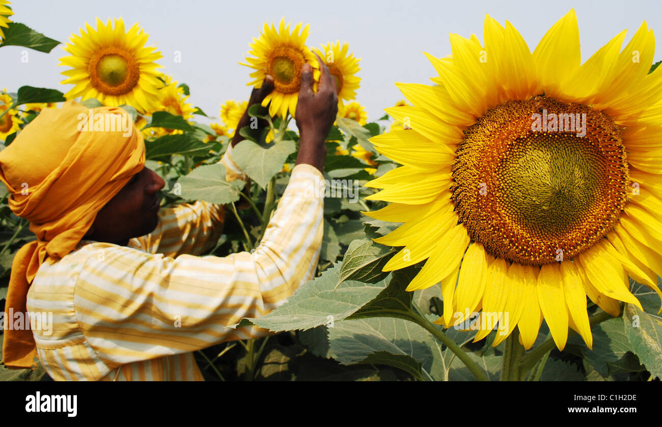 Amritsar india sunflower hi-res stock photography and images - Alamy