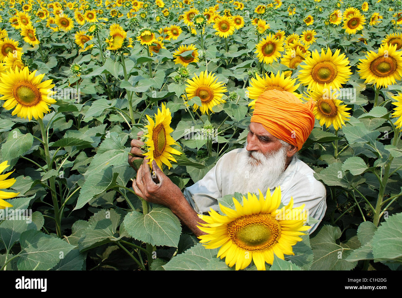 A farmer inspects his sunflower crop in a field near Amritsar, India ...