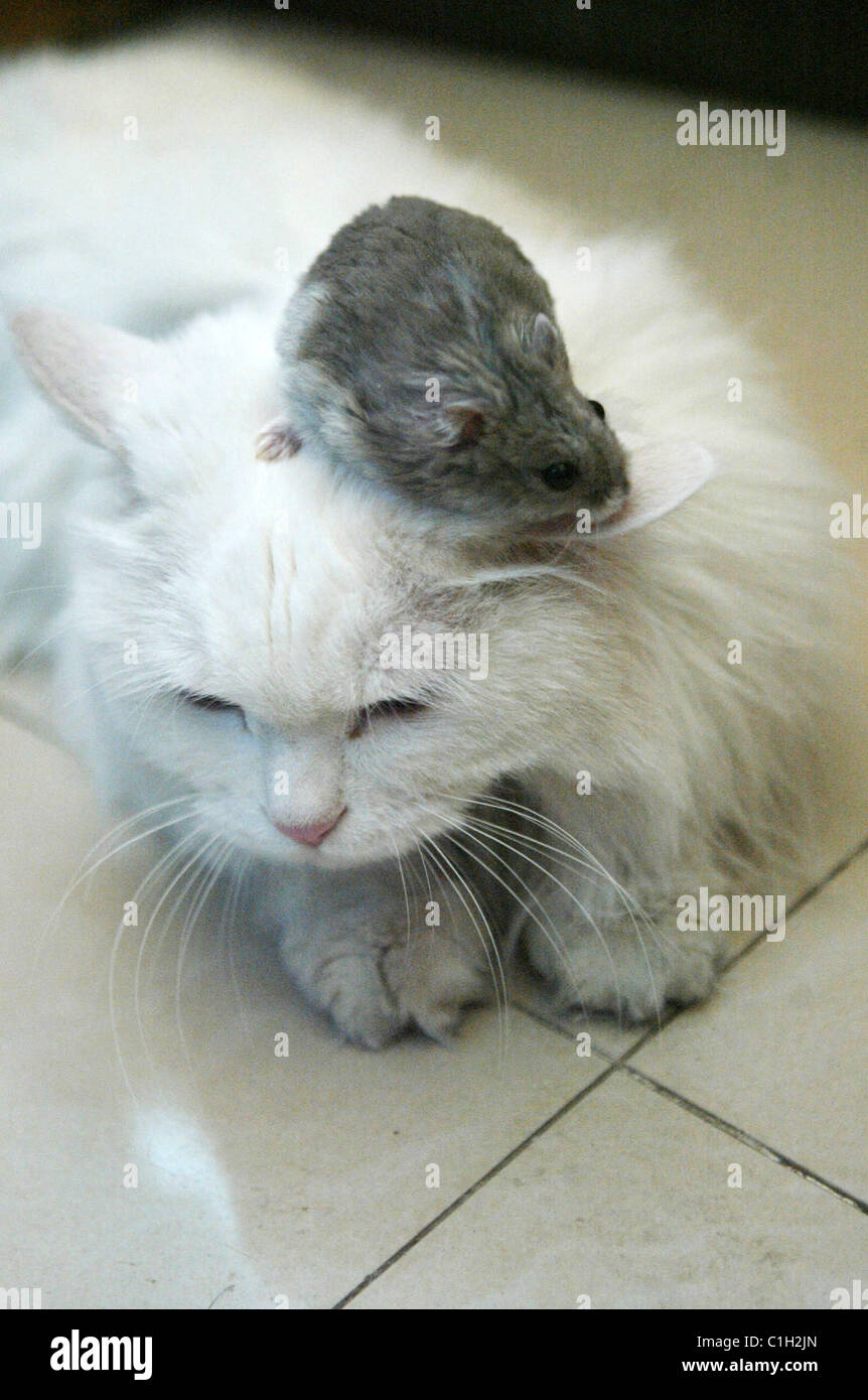 SCAREDY CAT! This petrified puss is a disgrace to the cat kingdom - he ...