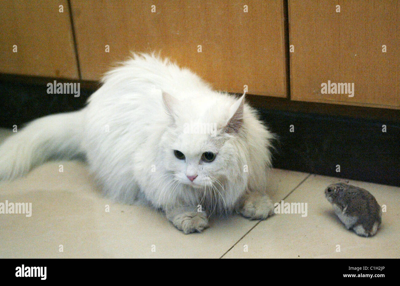 SCAREDY CAT! This petrified puss is a disgrace to the cat kingdom - he ...