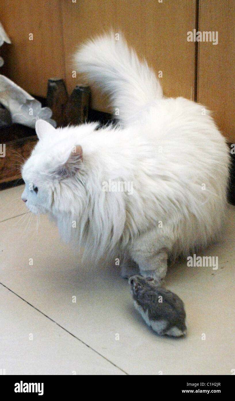 SCAREDY CAT! This petrified puss is a disgrace to the cat kingdom - he ...