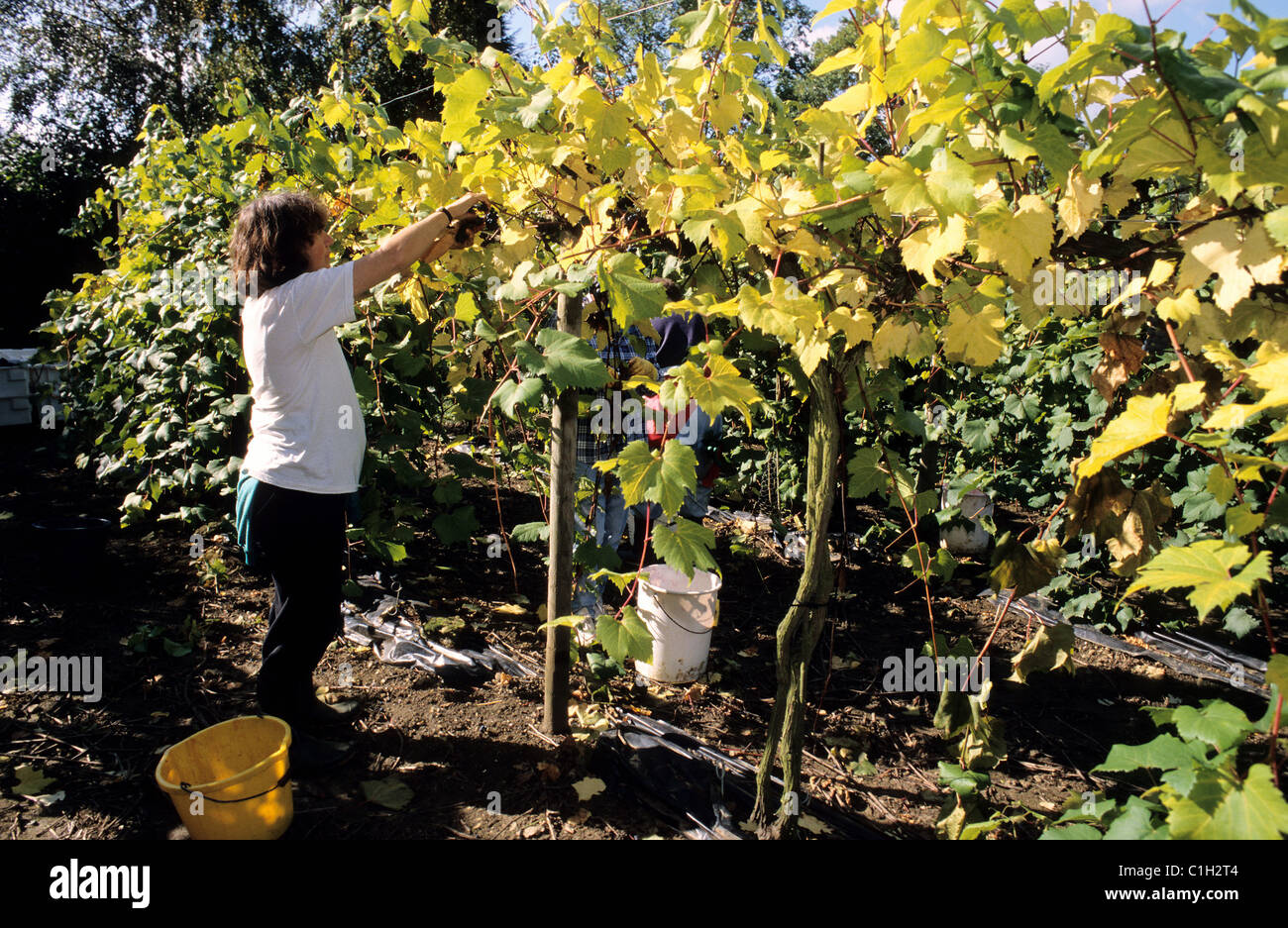 The vineyard of biddenden hi-res stock photography and images - Alamy
