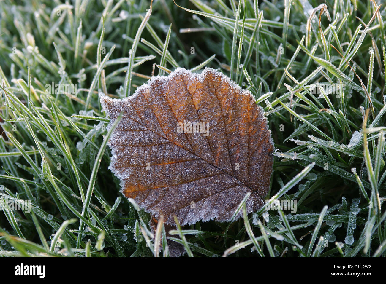 Frosted leaf hi-res stock photography and images - Alamy