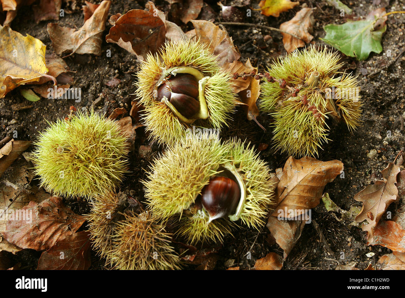 France, Allier, chestnuts Stock Photo - Alamy