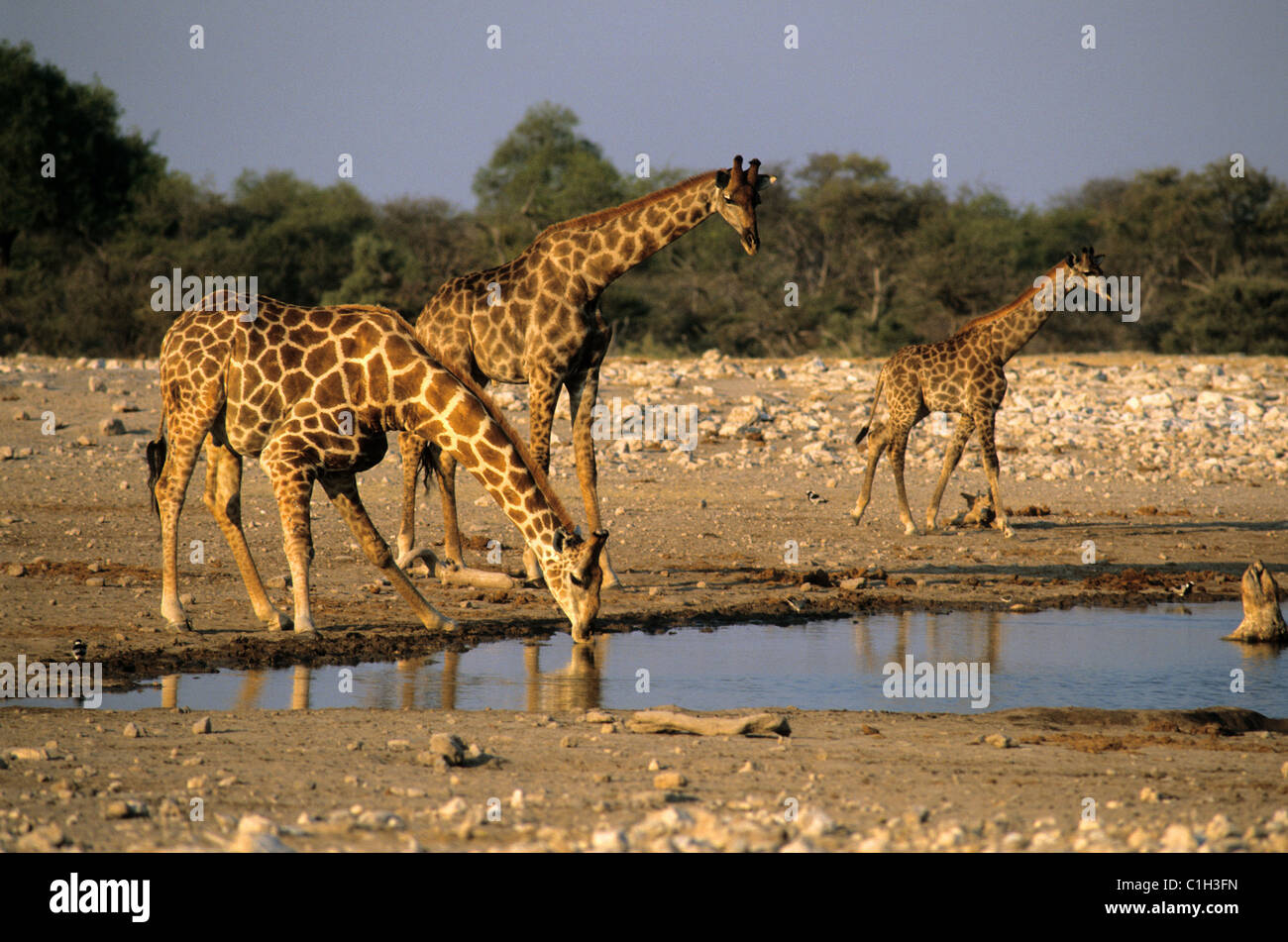 Giraffes in park hi-res stock photography and images - Alamy