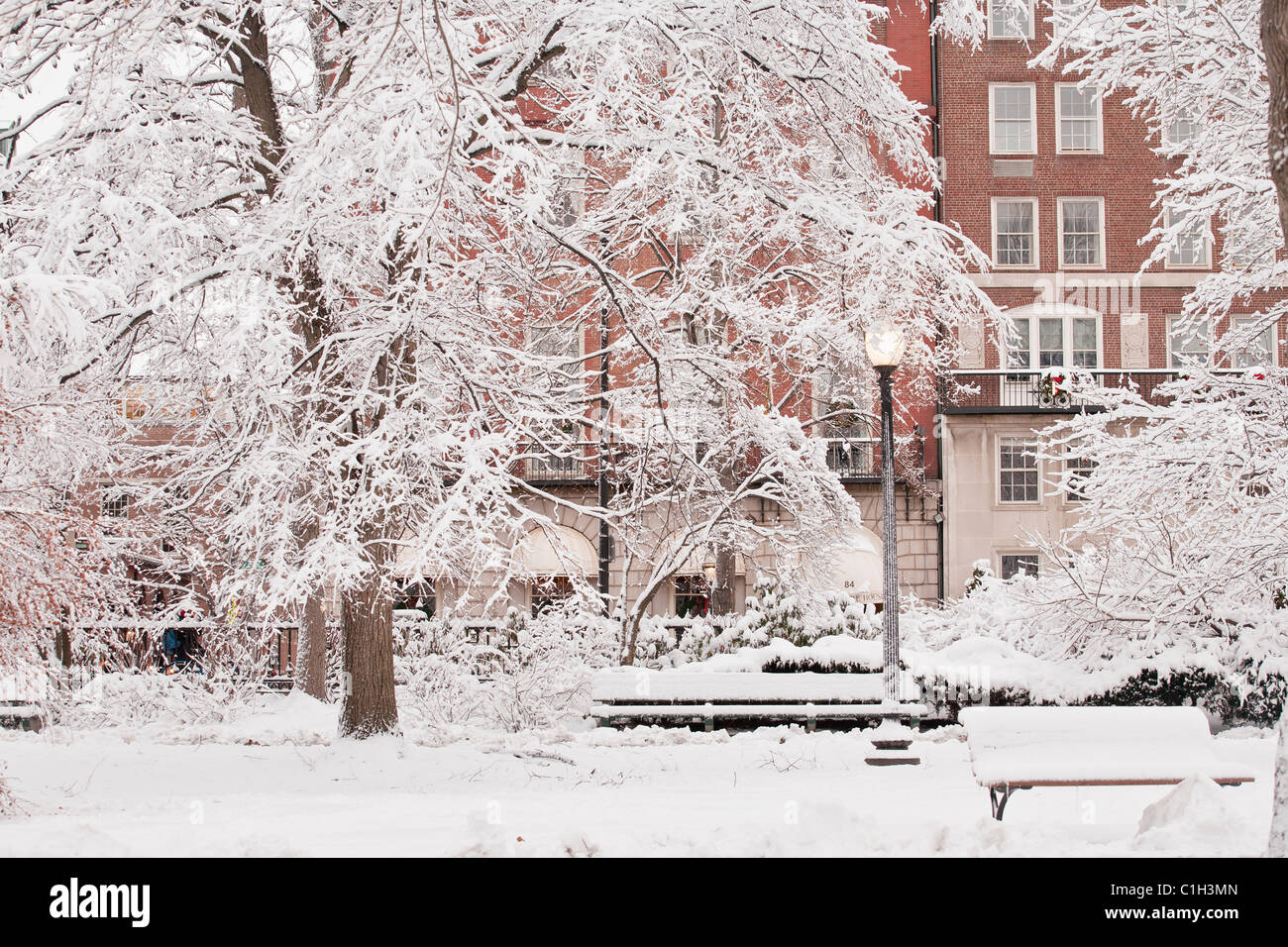 Snow covered trees in a public park, Boston Public Garden, Beacon ...
