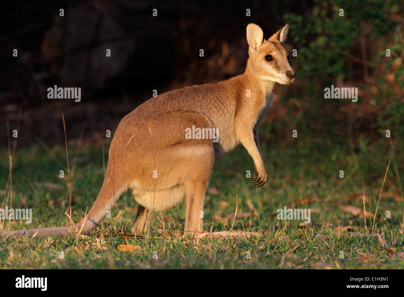 Female Agile Wallaby (Macropus agilis), Kakadu National Park, Northern ...