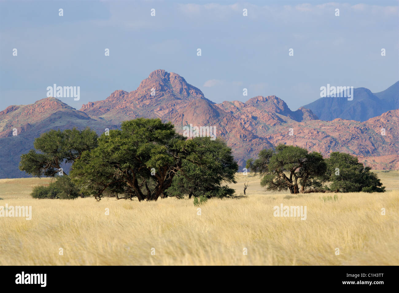 Desert landscape with grasses and African Acacia trees near Sossusvlei ...