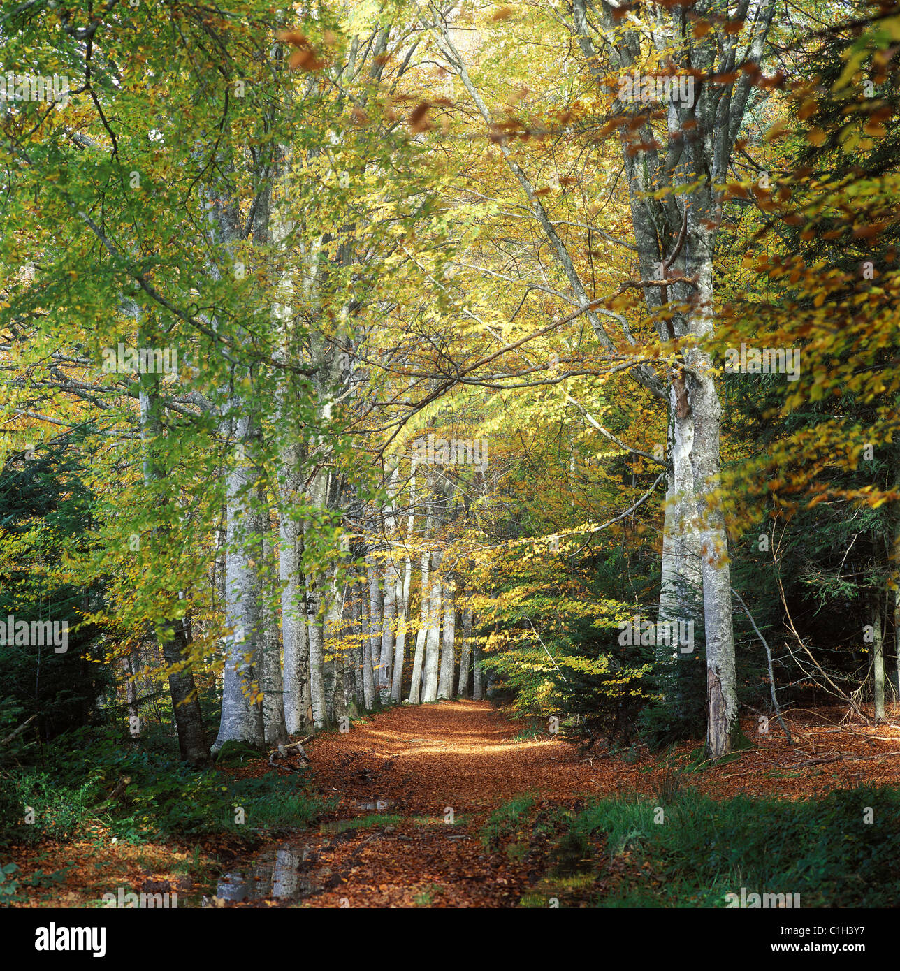 France, Puy de Dome, Livradois Forez Naturel Regional Park, beech ...