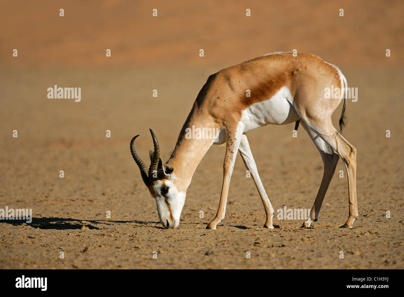A springbok antelope (Antidorcas marsupialis), Kgalagadi Transfrontier ...