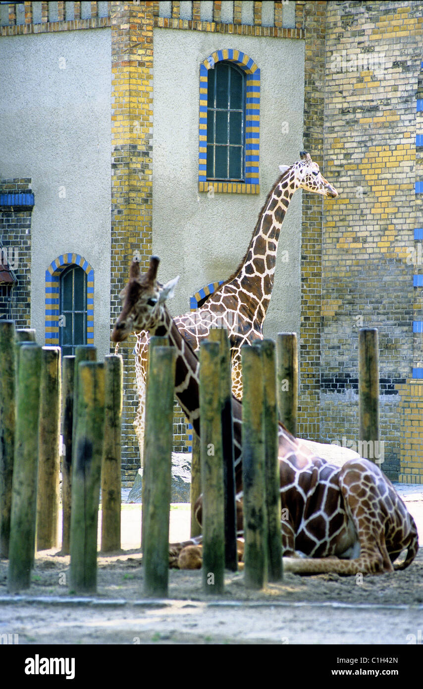 Giraffes zoological garden hi-res stock photography and images - Alamy