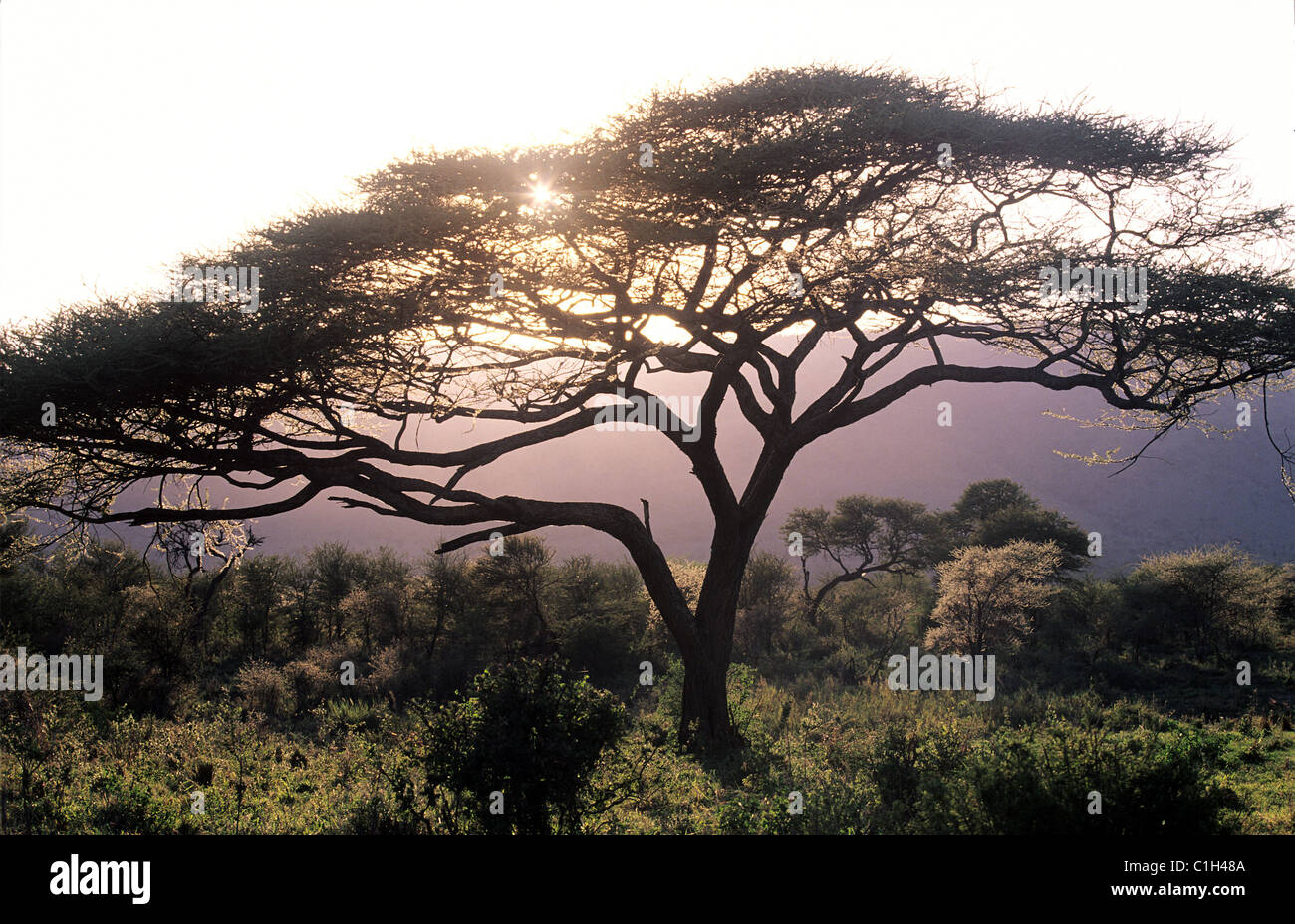 Tanzania, tree on the Serengeti national park Stock Photo - Alamy